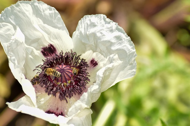 Floare Albă Cu Albine Natură Alb - Fotografie gratuită pe Pixabay
