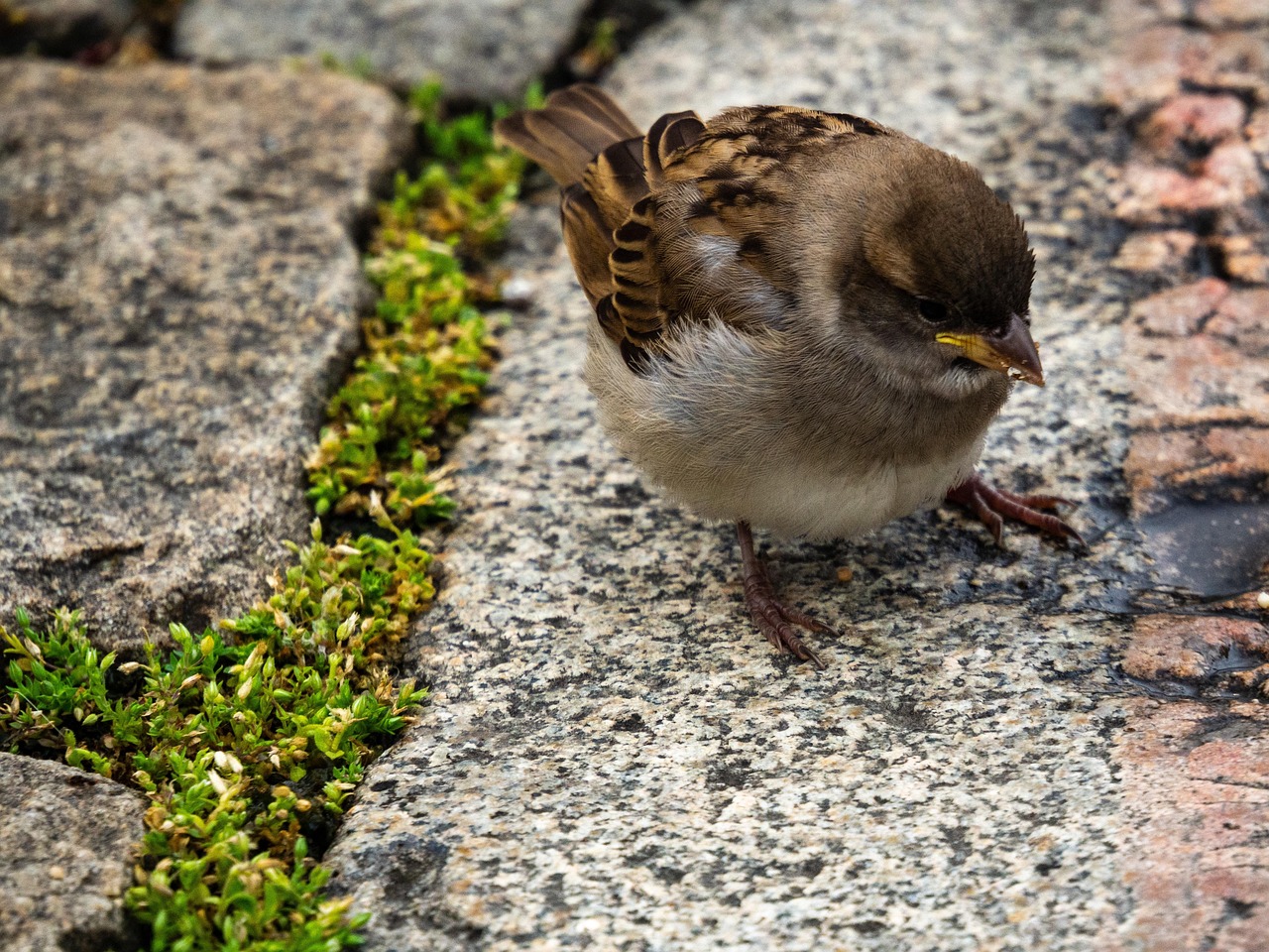 100+ Free Flying Sparrow & Sparrow Images - Pixabay
