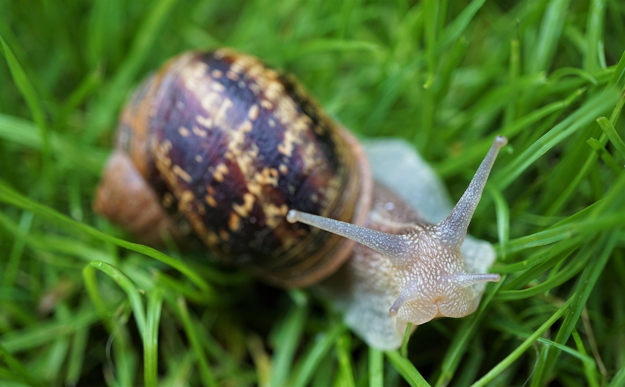 Salyangoz Sürünen Hayvan Kabuk - Pixabay'de ücretsiz fotoğraf - Pixabay