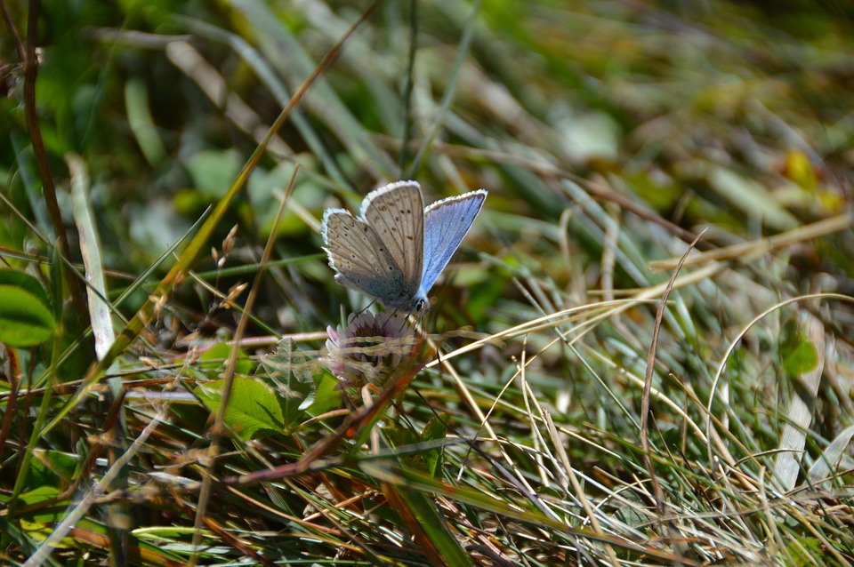 Papillon Bleu Papillons - Photo gratuite sur Pixabay - Pixabay