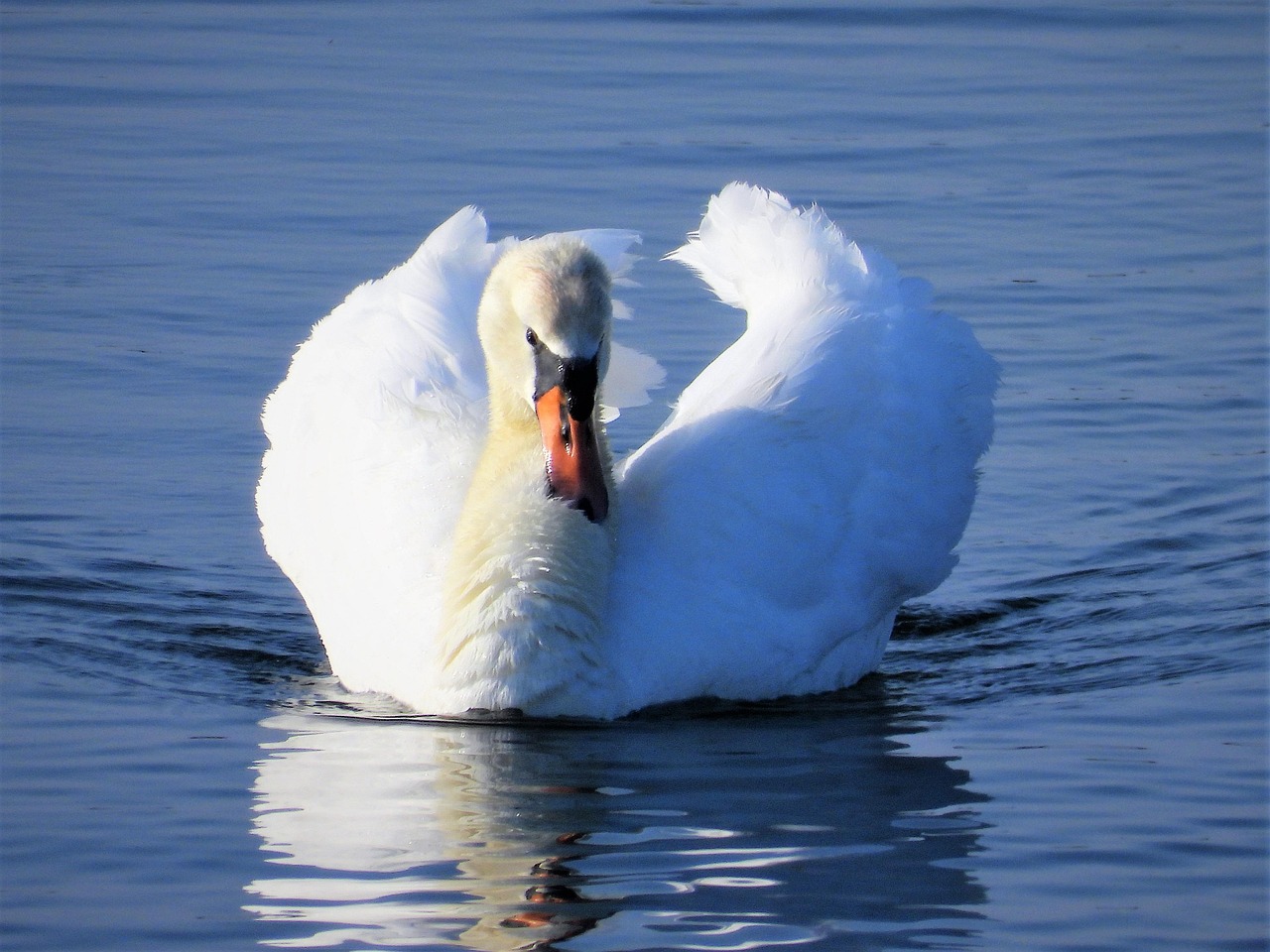 Cisne Mudo Aves Acuáticas Swan - Foto gratis en Pixabay - Pixabay