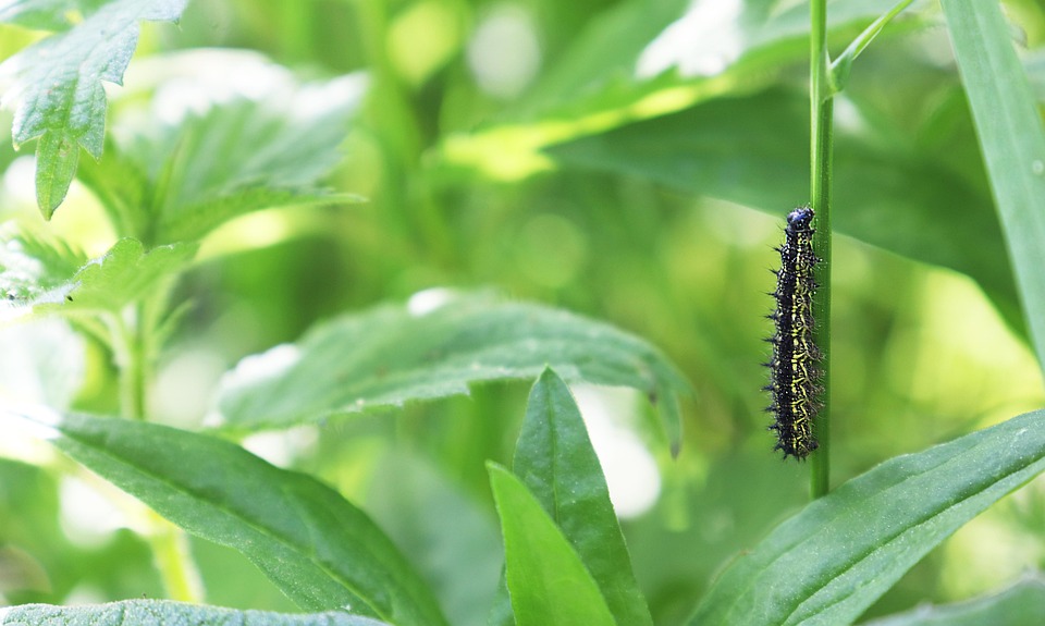 เล็ก Tortoise-เชลล์ Caterpillar - ภาพฟรีบน Pixabay - Pixabay