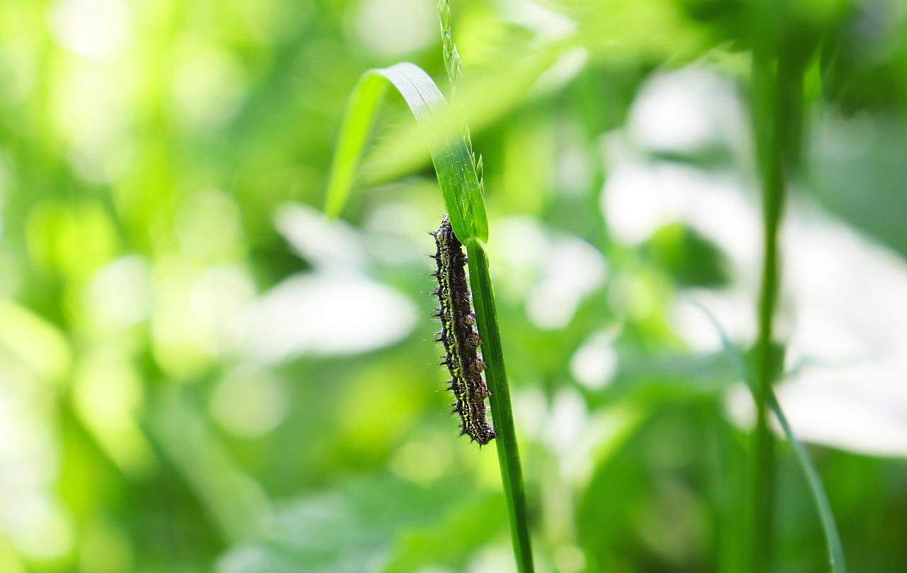 Small Tortoise-Shell Caterpillar - Free photo on Pixabay - Pixabay