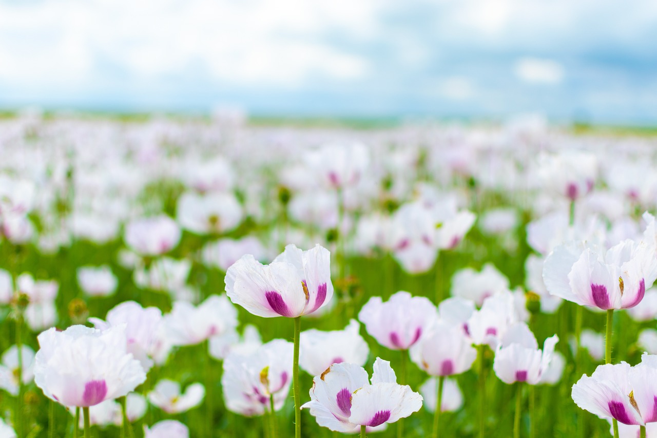 Poppies Papaver Somniferum Nature - Free photo on Pixabay - Pixabay
