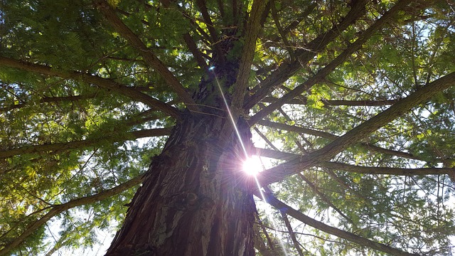 Redwood Tree Nature - Free photo on Pixabay