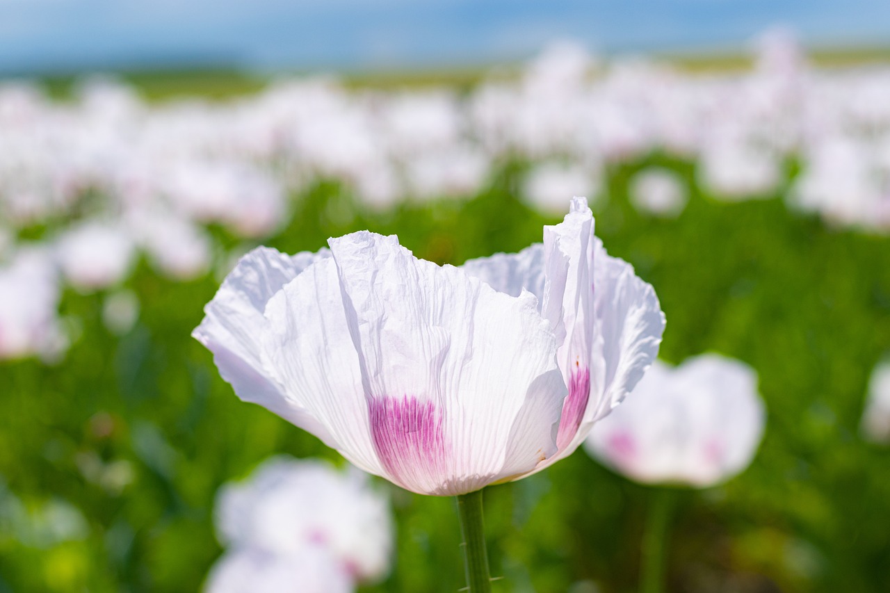 Fleur Champs Pavot - Photo gratuite sur Pixabay - Pixabay
