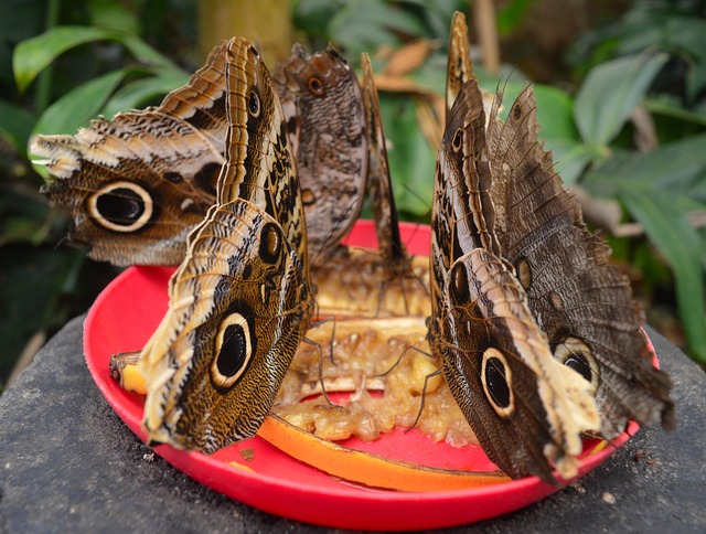 Papillon Banane Insecte - Photo gratuite sur Pixabay - Pixabay