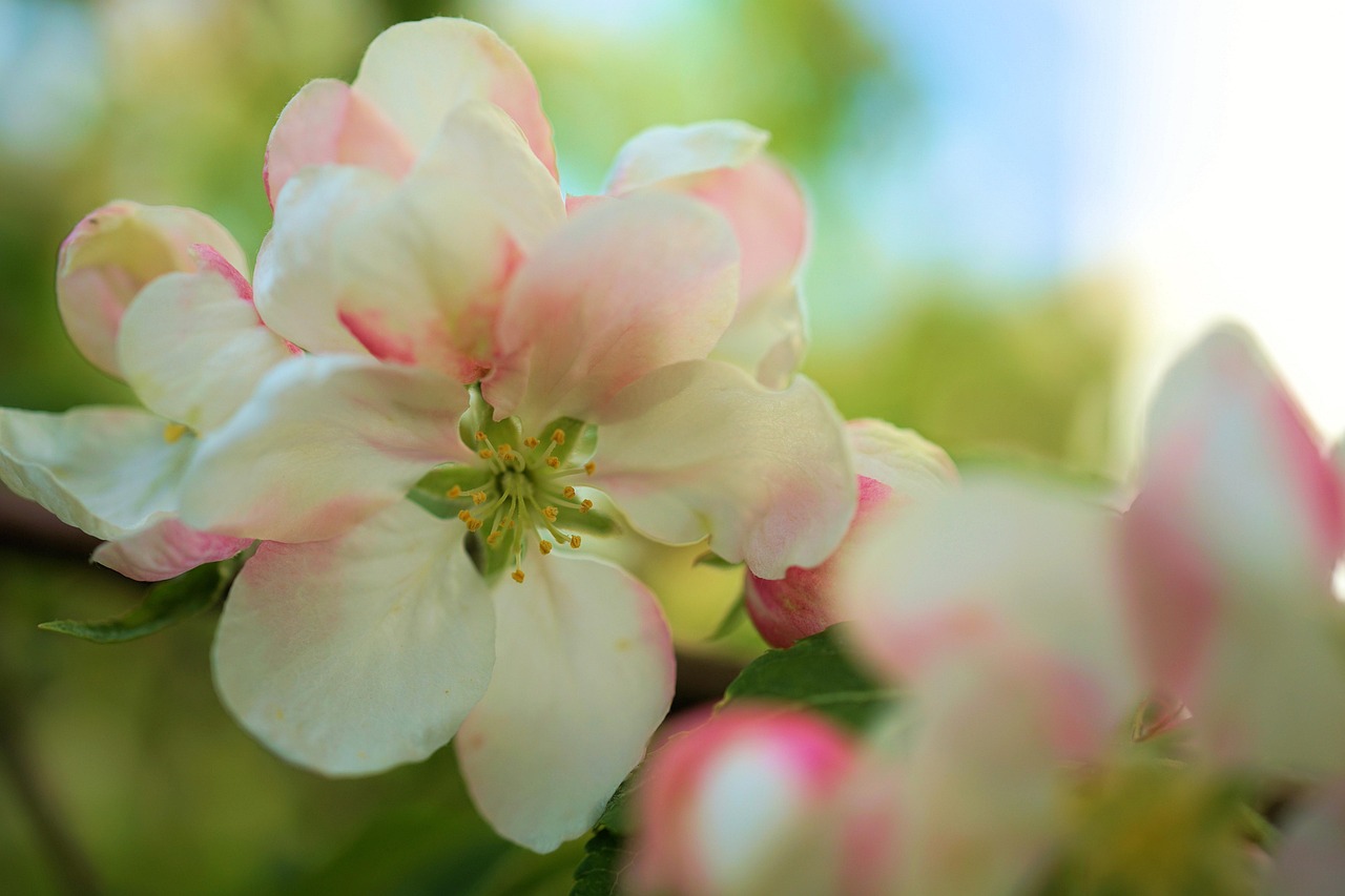 Kirschblume Flor De Cerezo - Foto gratis en Pixabay - Pixabay