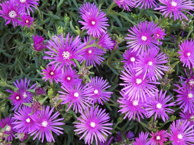 Flowers Violet Flower - Free photo on Pixabay