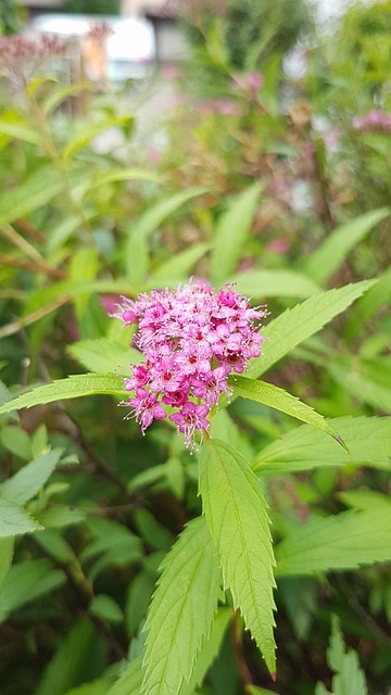 Spiraea Japonica Flor - Foto gratuita no Pixabay - Pixabay