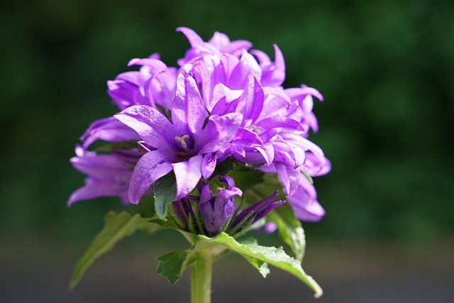 Blume Pflanze Natur - Kostenloses Foto auf Pixabay