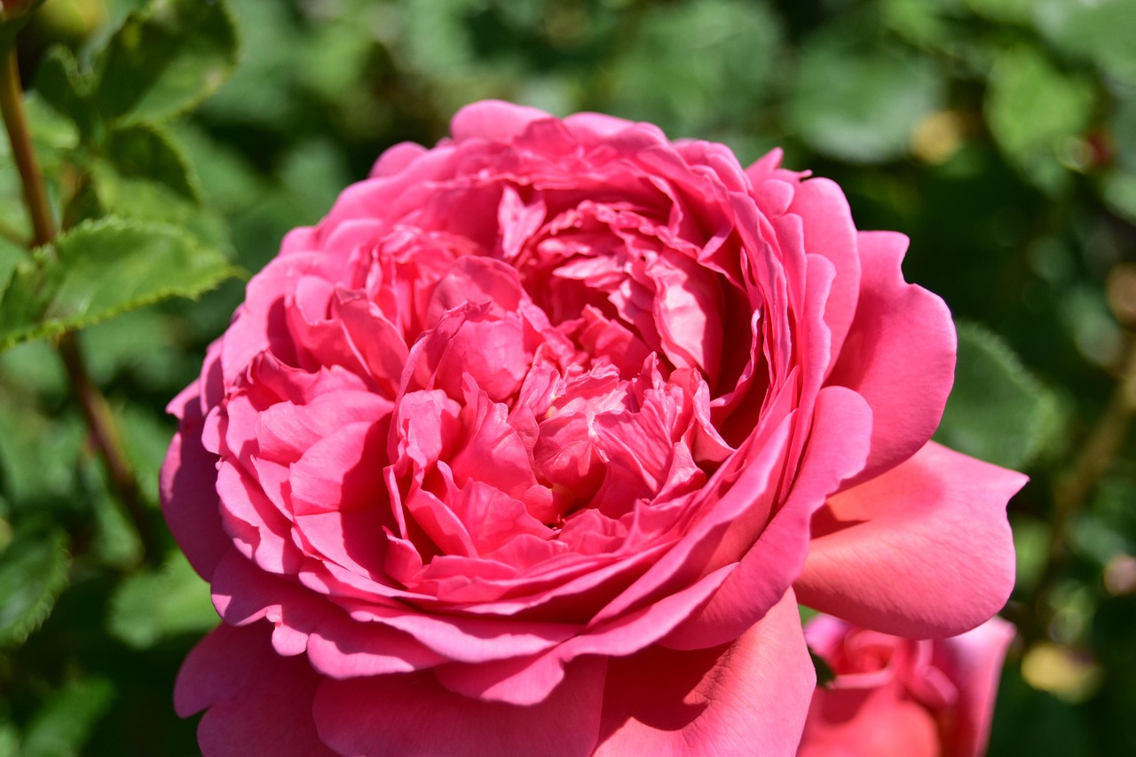 Rose Plante Fleur Le - Photo gratuite sur Pixabay - Pixabay