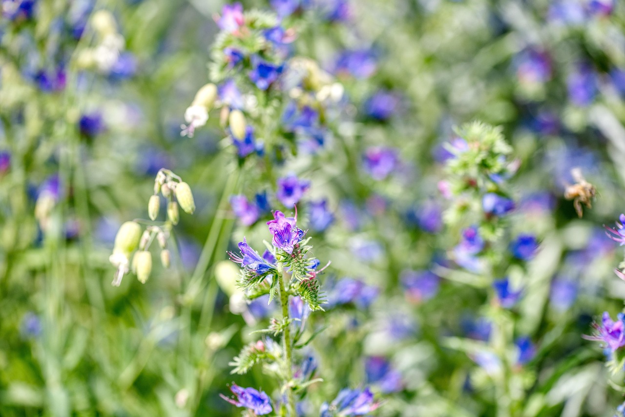 Wildblumen Blumenwiese Natur - Kostenloses Foto auf Pixabay - Pixabay