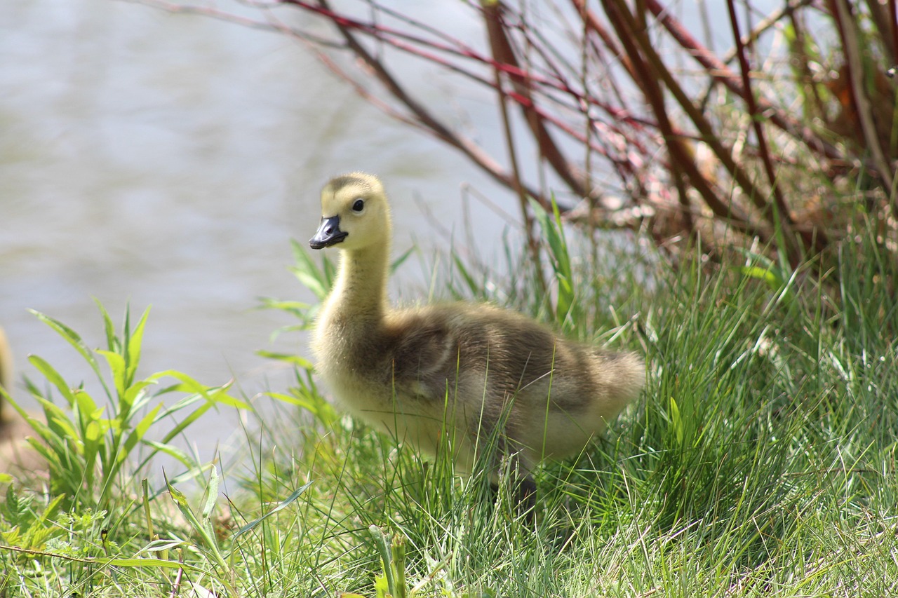 Fauna Young Pato - Foto gratuita no Pixabay - Pixabay