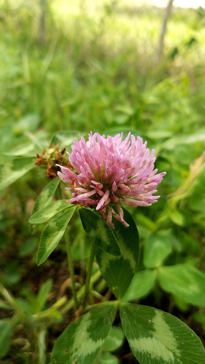 Fleur Trèfle La Nature - Photo gratuite sur Pixabay