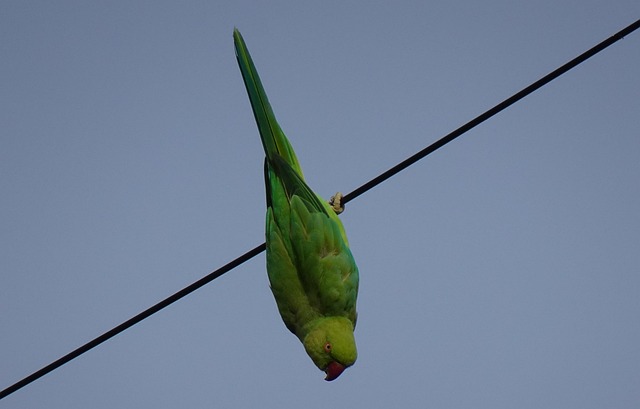 Pájaro Perico Colgante - Foto gratis en Pixabay - Pixabay