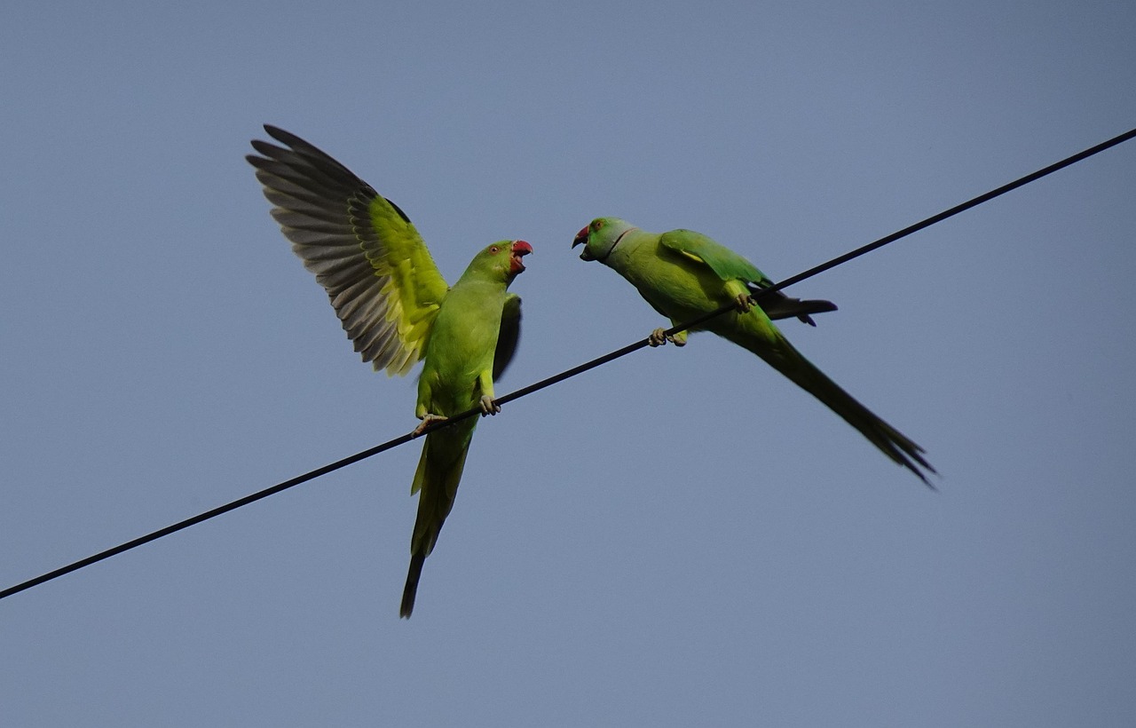 Bird Parakeet Pair - Free photo on Pixabay - Pixabay