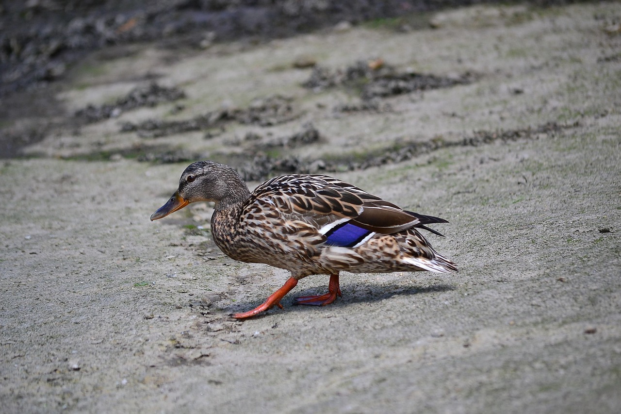 Duck Colour At - Free photo on Pixabay - Pixabay