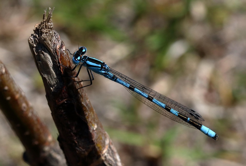 Damselfly Blue Insect - Free photo on Pixabay