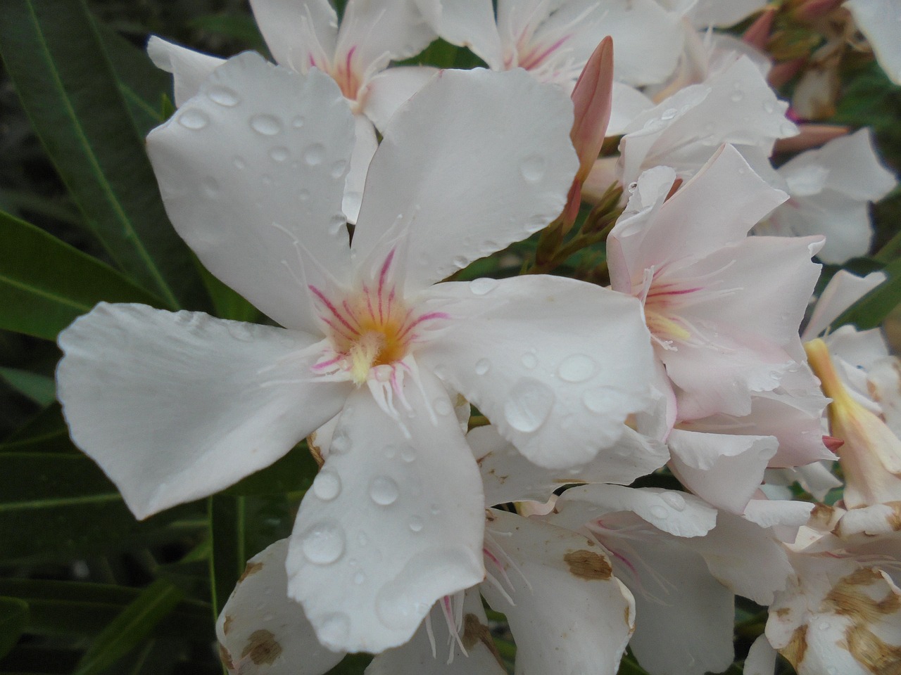 Flores Adelfa Flor - Foto gratis en Pixabay - Pixabay