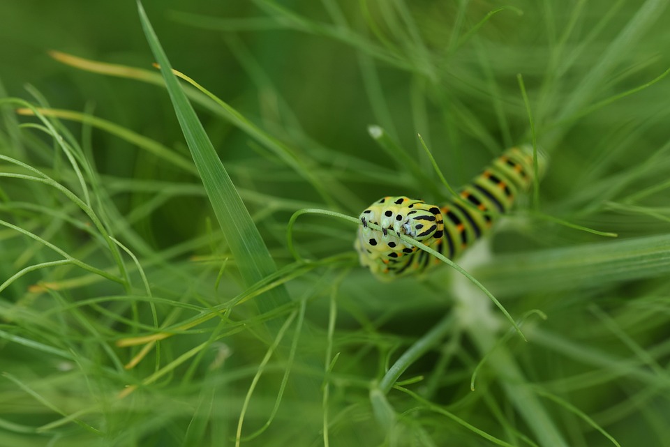 Chenille Queue D'Aronde Insecte La - Photo gratuite sur Pixabay - Pixabay