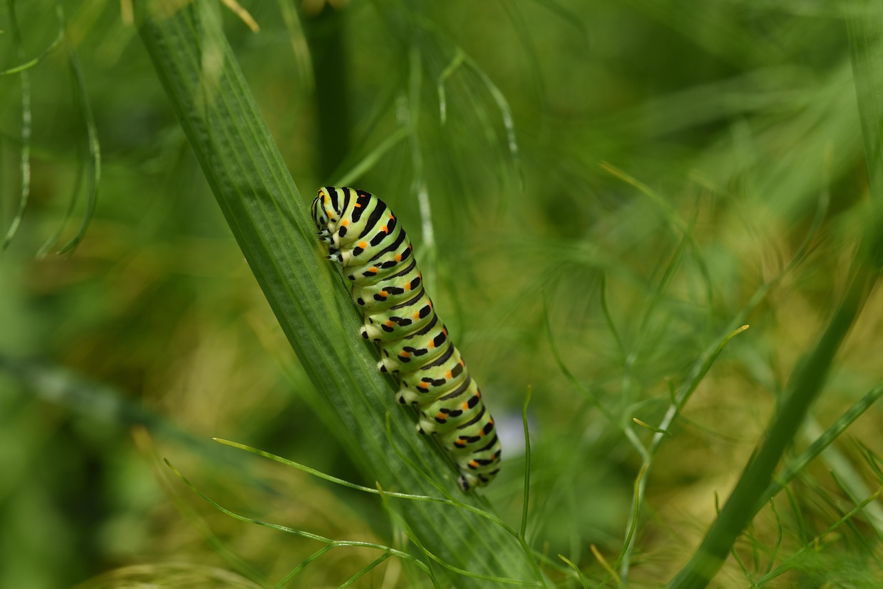 Oruga Encajar Insecto - Foto gratis en Pixabay - Pixabay