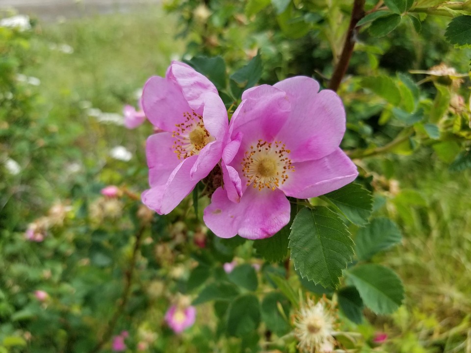 Rose Rugosa Pink - Free photo on Pixabay