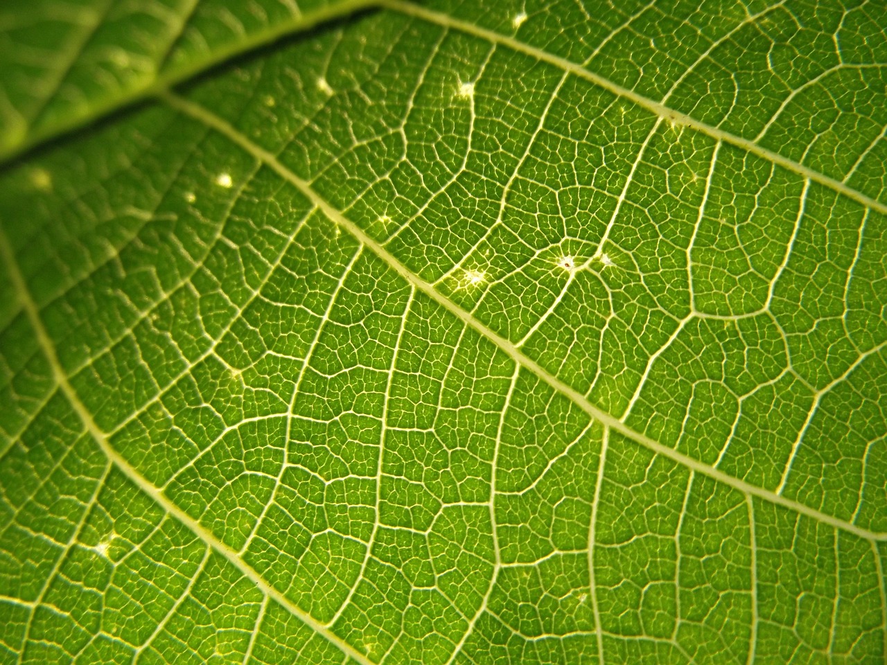 Groente Blad Bladeren - Gratis foto op Pixabay
