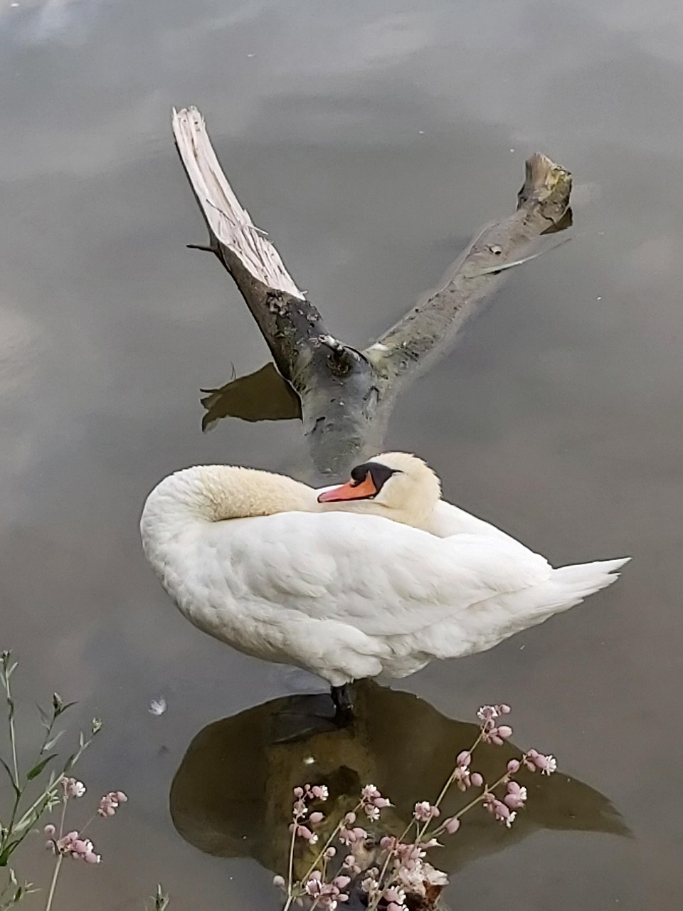 Schwan Cygnus Höckerschwan - Kostenloses Foto auf Pixabay - Pixabay