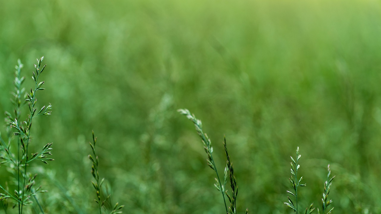 Grain Grass Wheat - Free photo on Pixabay - Pixabay