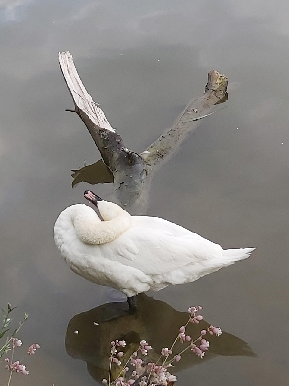 Swan Cygnus Mute - Free photo on Pixabay - Pixabay