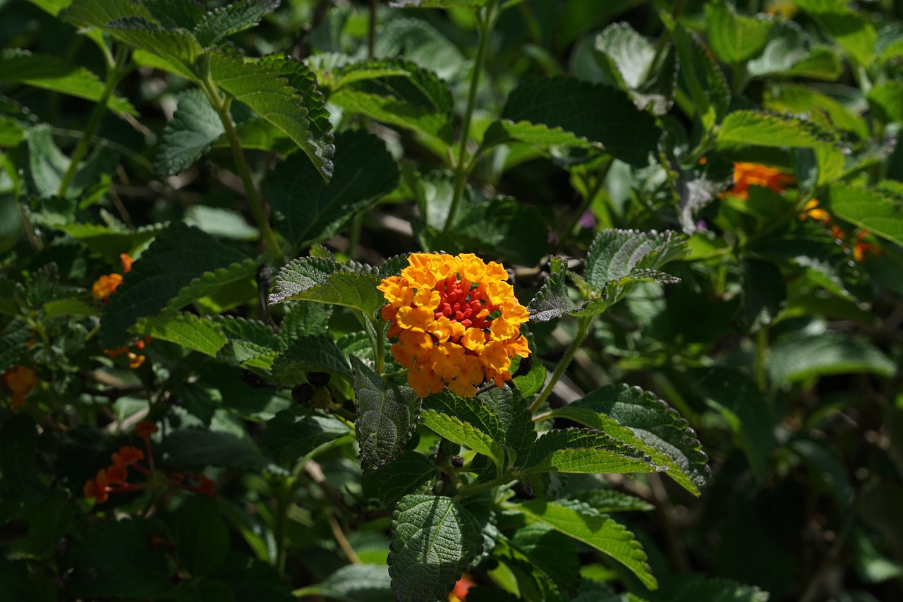 Plante Fleur Flore - Photo gratuite sur Pixabay - Pixabay