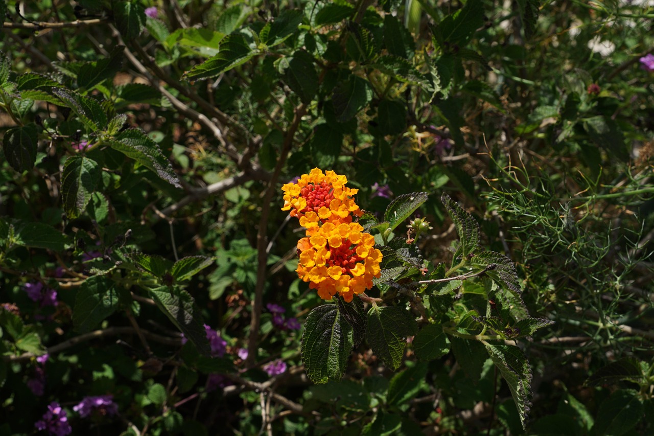 Planta Flor Flora - Foto gratis en Pixabay - Pixabay