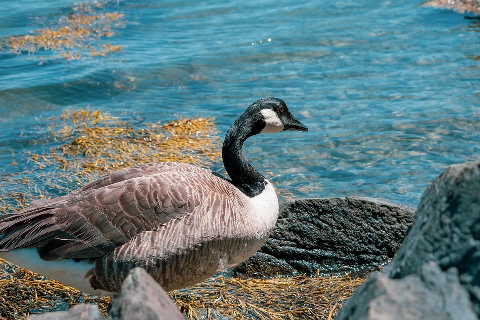 Animal Beach Beak - Free photo on Pixabay - Pixabay