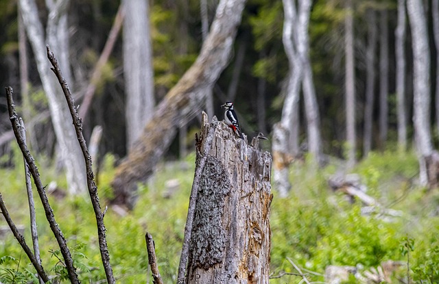 50,000+ Free Bird On Tree Stump & Tree Stump Images - Pixabay