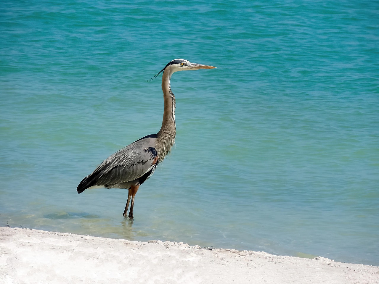 Zilverreiger Vogel Reiger - Gratis foto op Pixabay - Pixabay