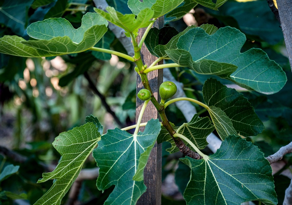 Fig Organic Natural - Free photo on Pixabay - Pixabay