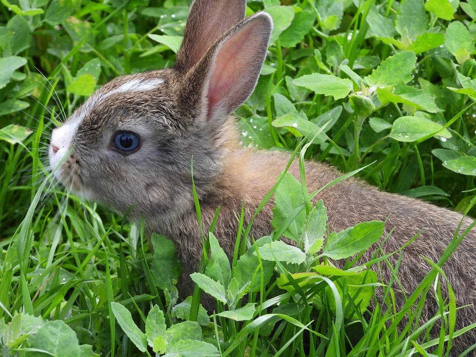 Le Lapin Nain Mammifère Animal - Photo gratuite sur Pixabay