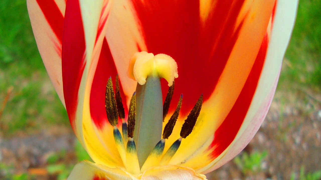 Tulpan Blomma Interiör - Gratis foto på Pixabay - Pixabay