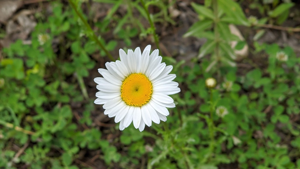 Nature Fleur Bloom - Photo gratuite sur Pixabay - Pixabay