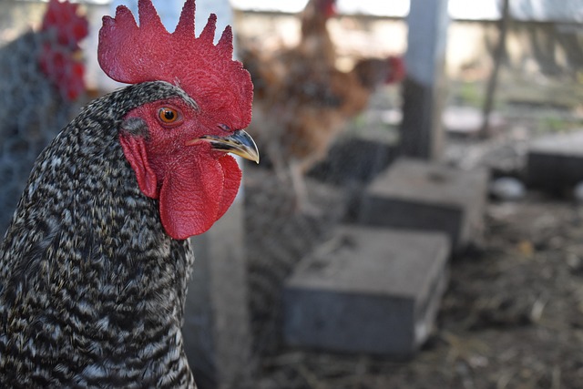 Gallo Pollo Coop - Foto gratis en Pixabay - Pixabay