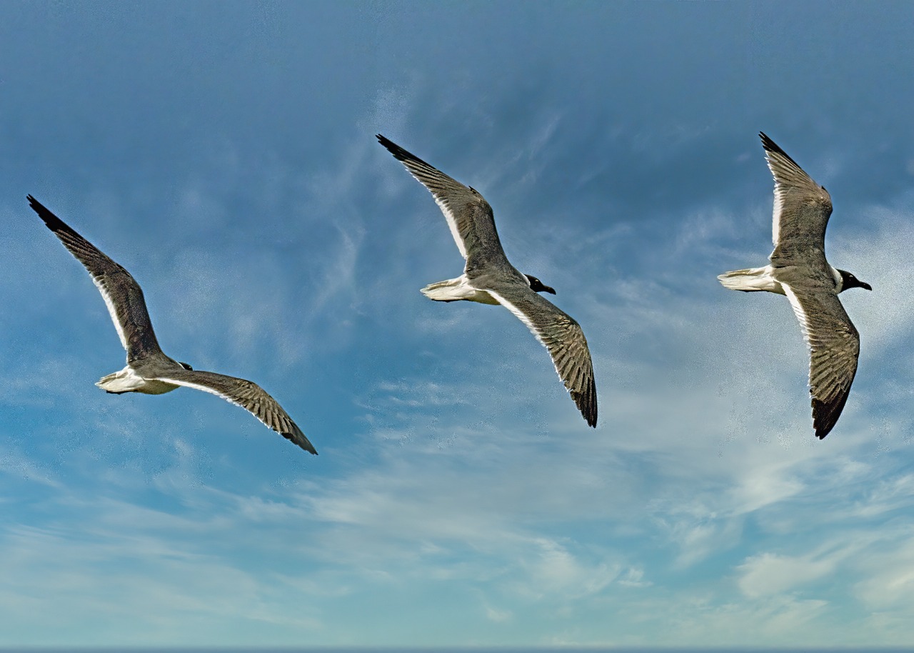 Seagull Bird Flying - Free photo on Pixabay - Pixabay