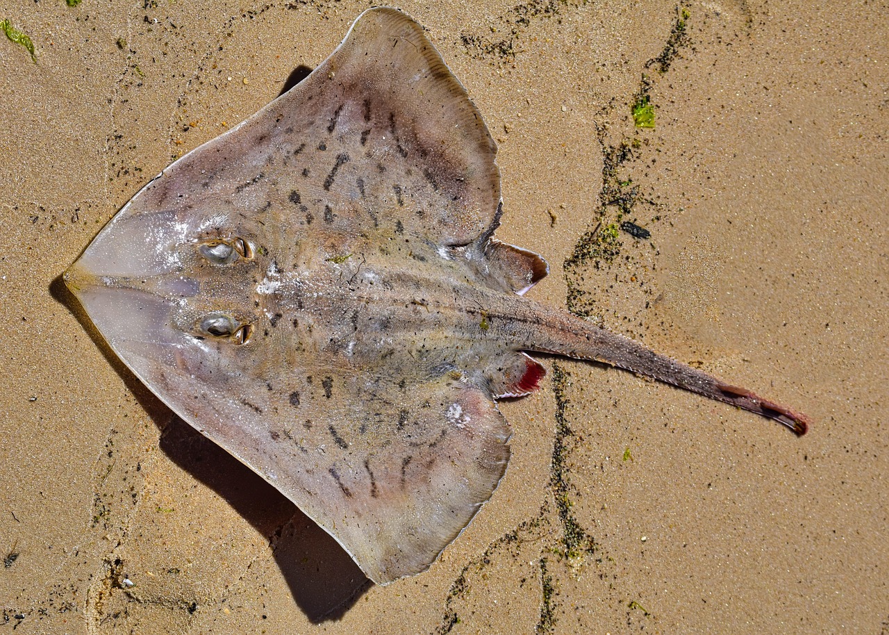 Skate Sand Beach - Free photo on Pixabay - Pixabay