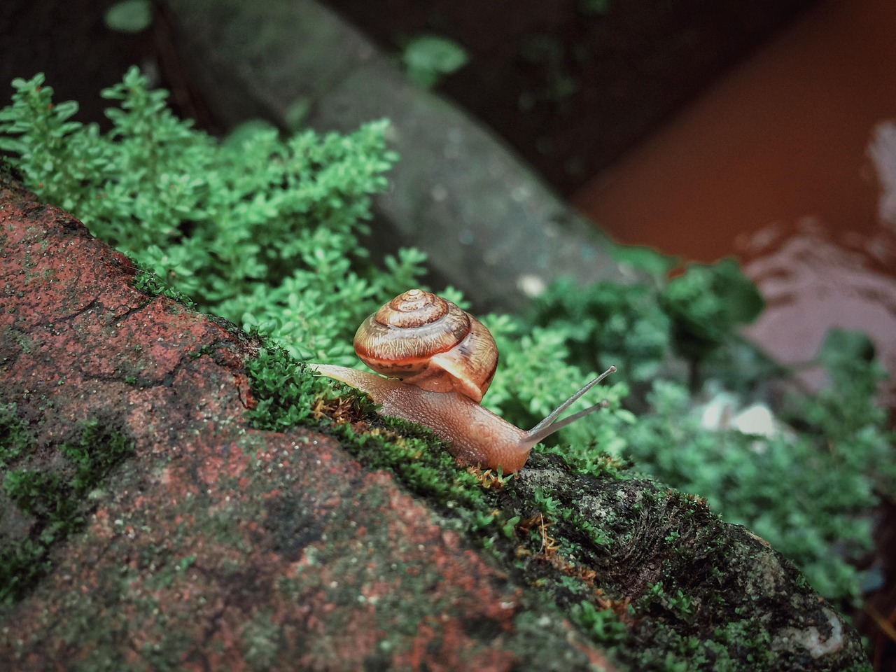 Escargot Nature Animal - Photo gratuite sur Pixabay - Pixabay
