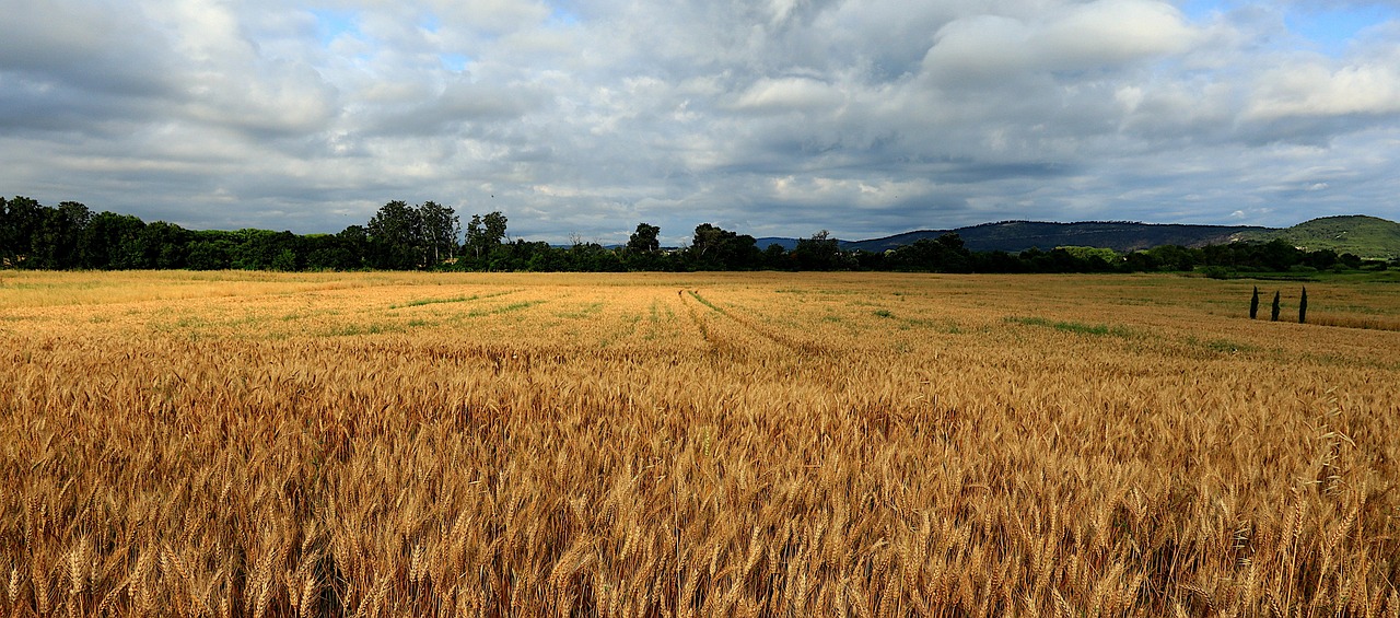 Nature Landscape Field - Free photo on Pixabay