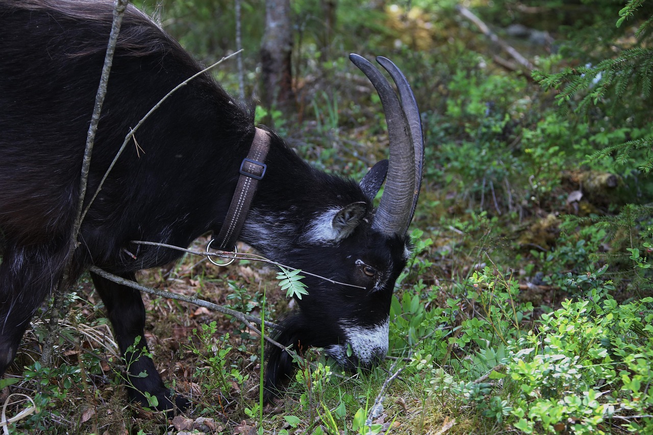 Goat Antlers Animals - Free photo on Pixabay - Pixabay