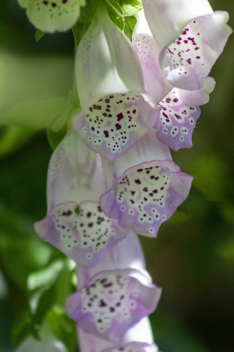 Fingerhut Blume Lila - Kostenloses Foto auf Pixabay
