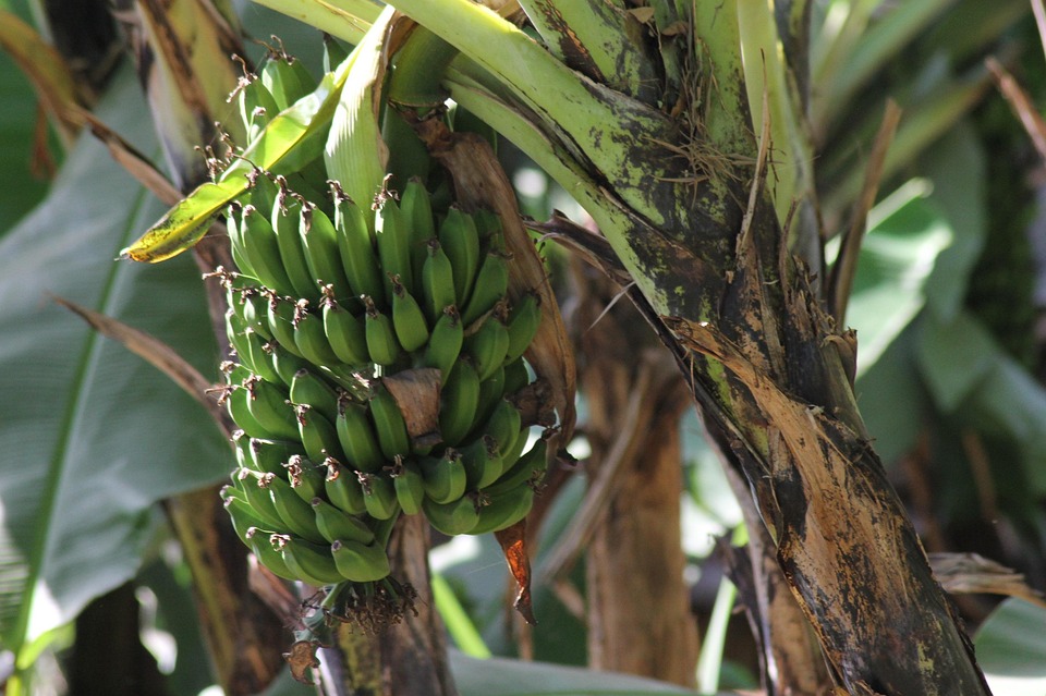 Bananes Afrique Banane Femme - Photo gratuite sur Pixabay