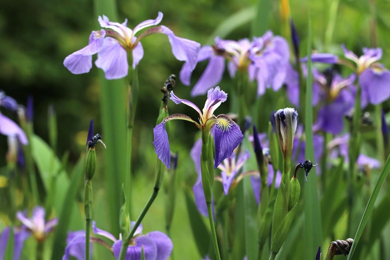 500,000+ Free Spring Flower & Nature Images - Pixabay