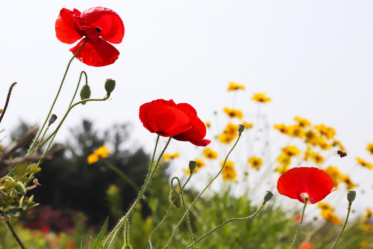 Coquelicot Fleur Plante - Photo gratuite sur Pixabay - Pixabay